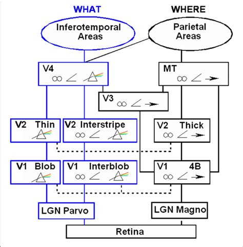 Anatomical Connections And Receptive Field Properties Of Early Visual Download Scientific