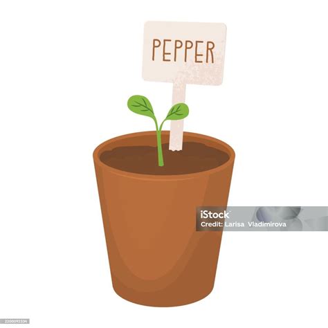 간판이 있는 냄비에 고추 싹이 틔워져 있습니다 정원용 묘목 농장 재배 가정 정원 가꾸기 야채와 정원 식물을 재배합니다 벡터 일러스트 레이 션은 투명한 배경에 고립되어