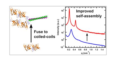 Coiled Coil Domains For Self Assembly And Sensitivity Enhancement Of