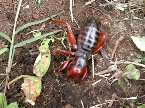 Imagenes De La Araña Cara De Niño Imagui