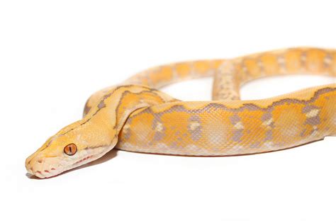 dwarf purple albino reticulated python