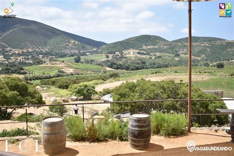 Bodegas De Santo Tomas Viñedos Y Vinícolas En Ensenada