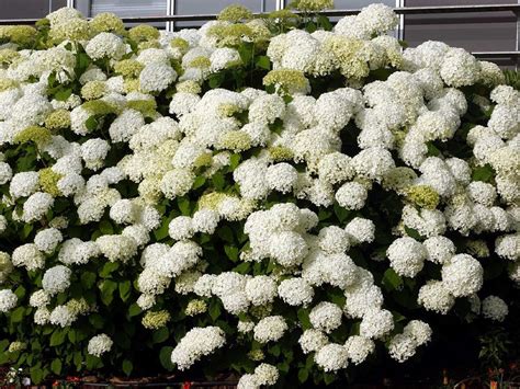 Les DiffÉrentes Sortes Dhortensias Silence ça Pousse