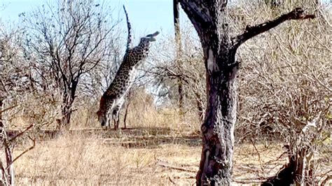 Biological Adaptation A Different Ecological Perspective To Help Apply Concepts Appropriately