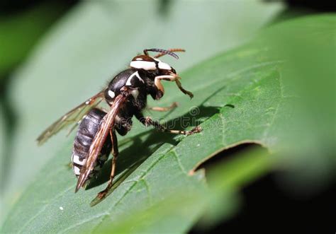 Bald Faced Hornet Cleaning Cleaning Face In Early Morning Light Stock Image Image Of Leaf