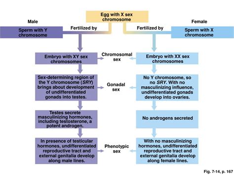 Ppt Development And Sex Determination Powerpoint Presentation Free