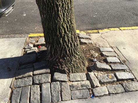 Update Bronx Cb7 Voice Frustration With City Parks Forestry Unit