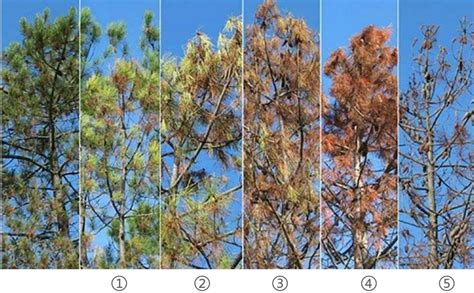 Hyperspectral Can Monitor Pine Nematode Disease