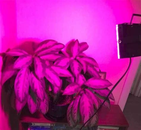 Led Фитолампа 50w Лампа Для Растений Полный Спектр 50Вт 250 грн Сад огород Киев на Olx