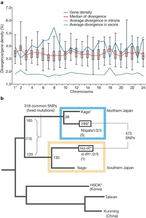 Genetic Variation Between Two Medaka Strains A Sequence Diversity In