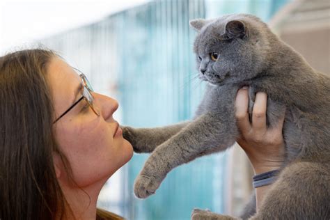 Deshalb Ist Der Geschlechtsakt Für Katzen Stressig Bis Tödlich Beim