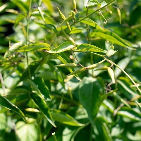 Ganaraska Conservation Invasive Species