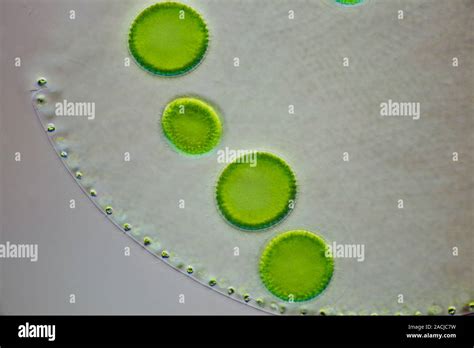 Volvox Colony Light Micrograph Of A Colony Of The Freshwater Alga
