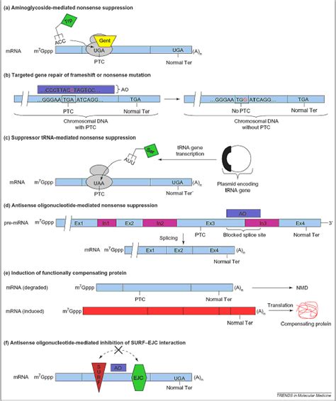 Figure 1 From Suppressor Trna Mediated Gene Therapy Semantic Scholar