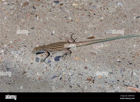 New Mexico Lizard Identification
