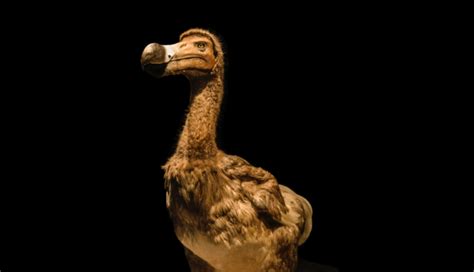 Cientistas Estão A Tentar Ressuscitar O Extinto Dodó Zap Notícias
