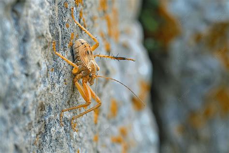 호박색 모기 호박색 확대 술 배경 일러스트 및 사진 무료 다운로드 Pngtree