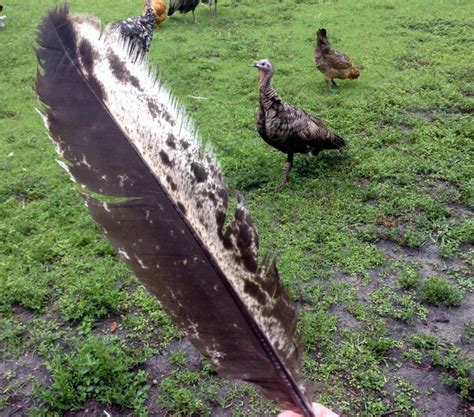 Turkey Feathers