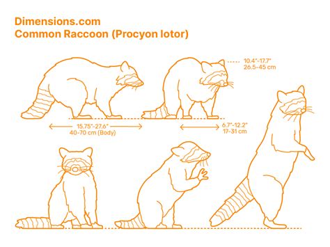 Black Angus Cattle Dimensions And Drawings