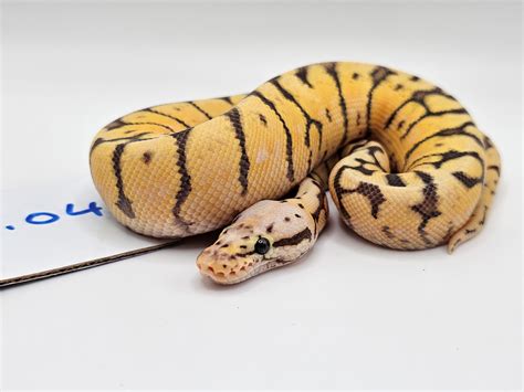 Killer Bee Ball Python By Elysium Exotics Canada Morphmarket
