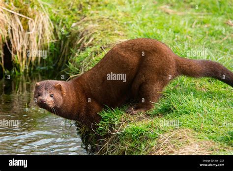 American Mink Neovison Vison Stock Photo Alamy