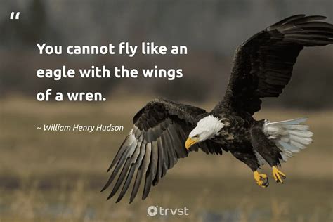 65 Eagle Quotes That Can Help You Conquer The Sky 2025