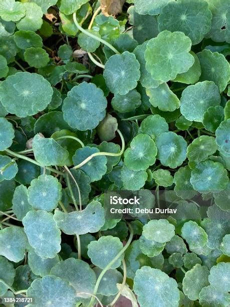 물 방울신선한 녹색 잎 나뭇잎에 비가 내린다 비가 오는 날에잎 고투 콜라 센텔라 아시아티카 비가 내리는 잎은 배경을 떨어뜨립니다 0명에 대한 스톡 사진 및 기타 이미지