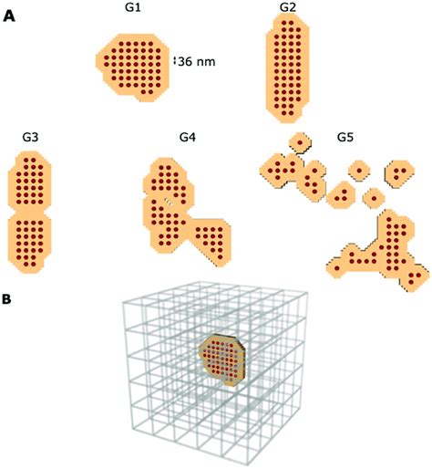 Cluster Geometries And Cytosolic Domain A The Five Different Ryr Download Scientific Diagram