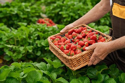 온실에서 육즙이 많은 붉은 잘 익은 딸기를 수확 하는 농부 건강한 생활방식에 대한 스톡 사진 및 기타 이미지 건강한 생활방식 계절 과일 Istock
