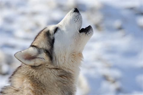 Why Huskies Howl The Surprising Truth Behind Their Love