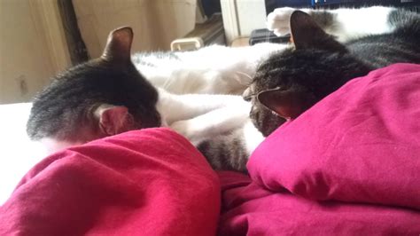 Attaque Attaque Youtube