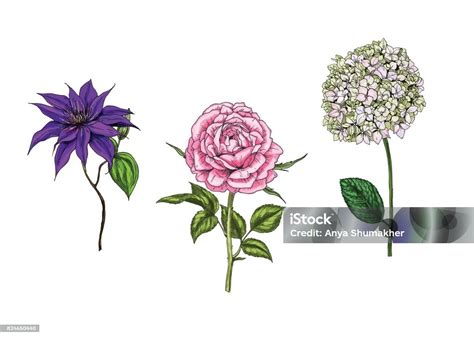 로즈 클레 마티스와 플 록스 꽃 잎과 줄기는 흰색 배경에 고립으로 설정 합니다 식물 벡터 일러스트 레이 션 장미에 대한 스톡 벡터 아트 및 기타 이미지 Istock