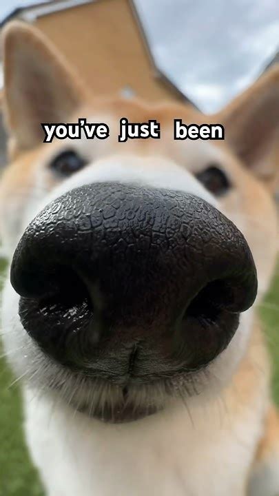 Why You Gotta Do Me Like That Meme Cutenessoverload Youtube