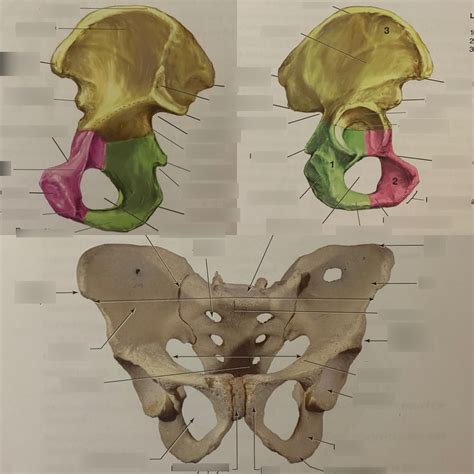 Exercise 8 The Appendicular Skeleton The Lower Extremity Pelvical Girdle Diagram Quizlet