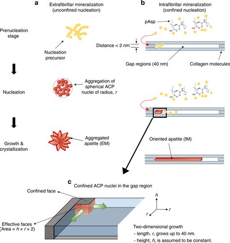 Schematic Illustration Of Two Different Nucleation Models For Collagen Download Scientific