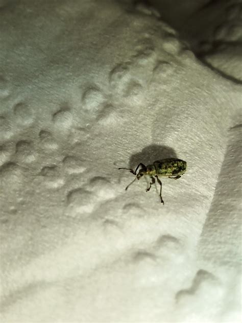 Is This A Tick R Bugidentification