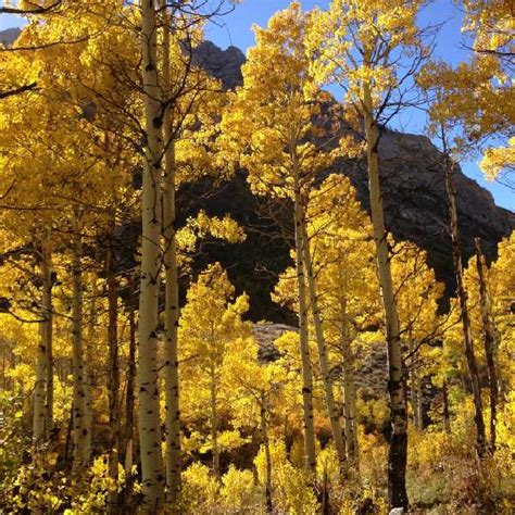 Utah Trees Hidden Oak Tree Care