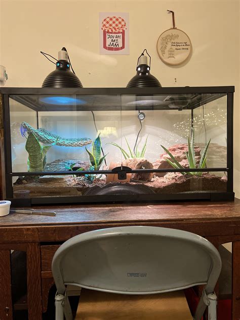 New Bioactive Setup Rleopardgeckos