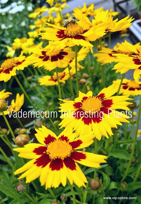 Vademecum Interesting Plants Coreopsis Lanceolata Nachyłek