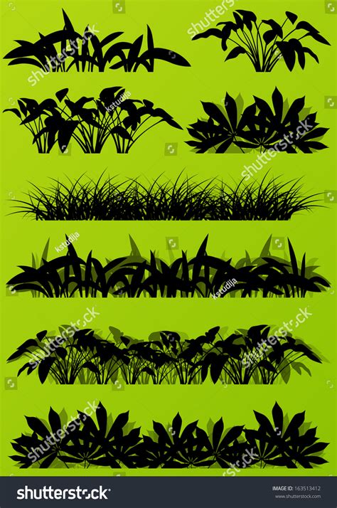 Tropical Exotic Jungle Grass Plants Detailed Stock Vector Royalty Free