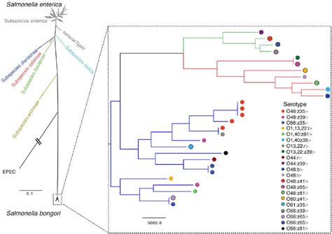 Maximum Likelihood Phylogenetic Tree Of Salmonella Based On Download Scientific Diagram