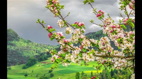 ნიკო ლეკიშვილი აპრილი Youtube