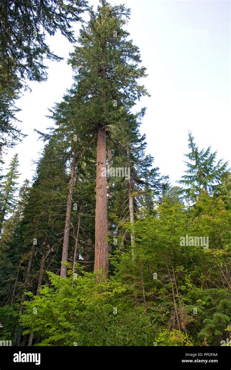 Douglas Fir Forest