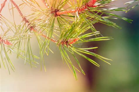 Branch Of A Pine Tree Stock Image Image Of Buds Greenery 114647163