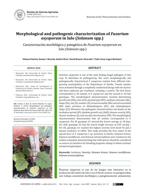 Pdf Morphological And Pathogenic Characterization Of Fusarium Oxysporum In Lulo Solanum Spp