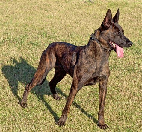 Belgian Malinois Colors Brindle