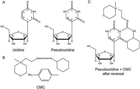 Pseudo Seq Genome Wide Detection Of Pseudouridine Modifications In Rna Pmc
