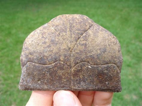 Nice Box Turtle Plastron Recently Sold Fossils Prehistoric Florida