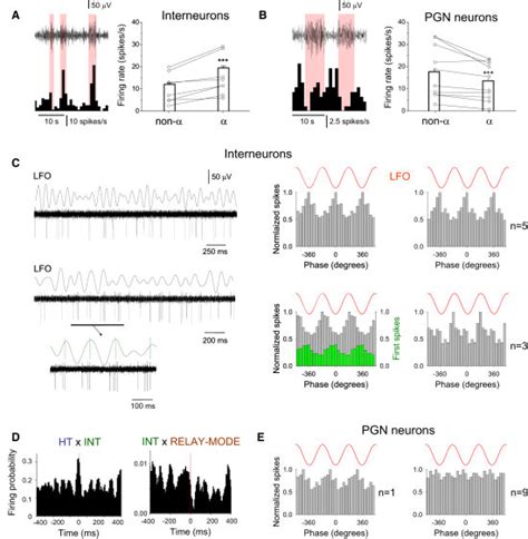 Acitivity Of Putative Lgn Interneurons And Pgn Neurons During α Download Scientific Diagram