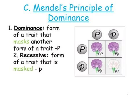 Ppt C Mendels Principle Of Dominance Powerpoint Presentation Free Download Id1895426